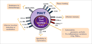 PIPELINE – Biomunex